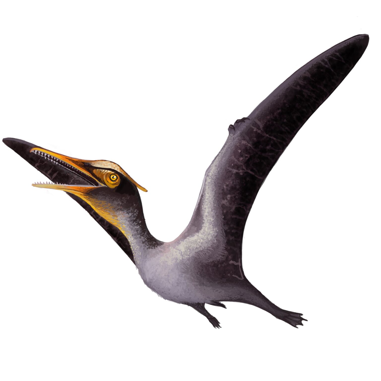 Pterosaurs & Flying Dinosaurs | Facts About Pterosaurs
