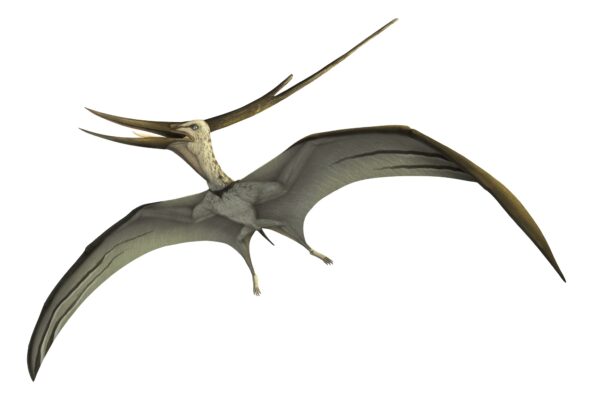 Pterosaurs & Flying Dinosaurs | Facts About Pterosaurs