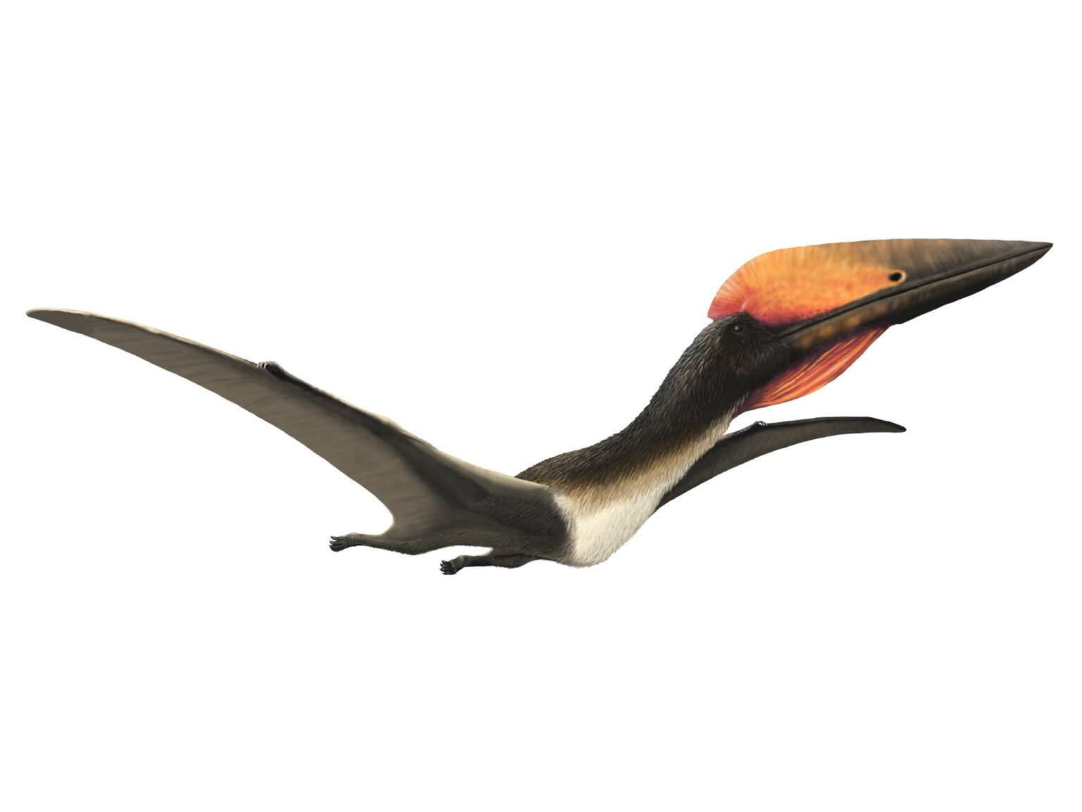 Pterosaurs & Flying Dinosaurs | Facts About Pterosaurs