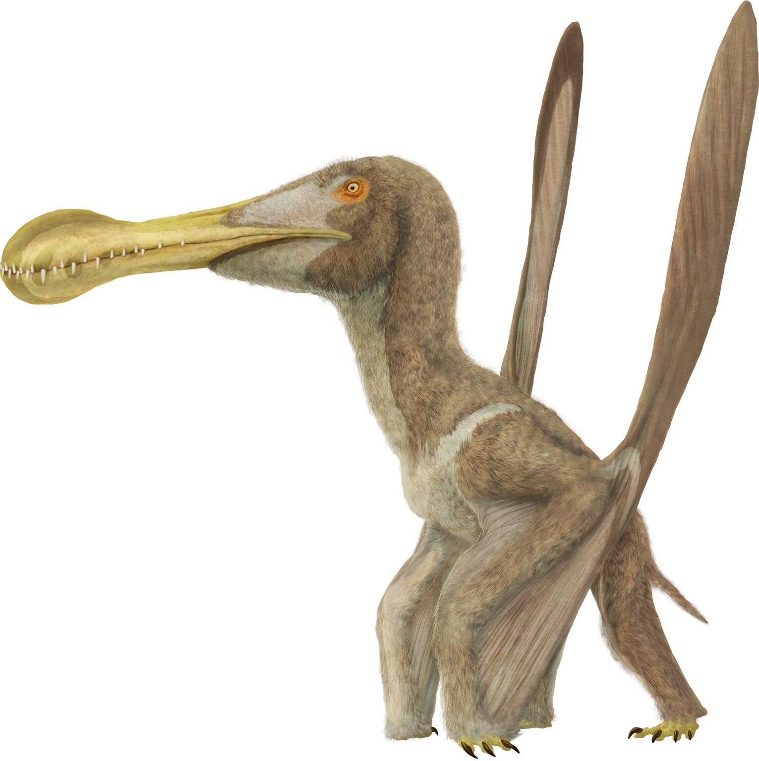 Pterosaurs & Flying Dinosaurs | Facts About Pterosaurs