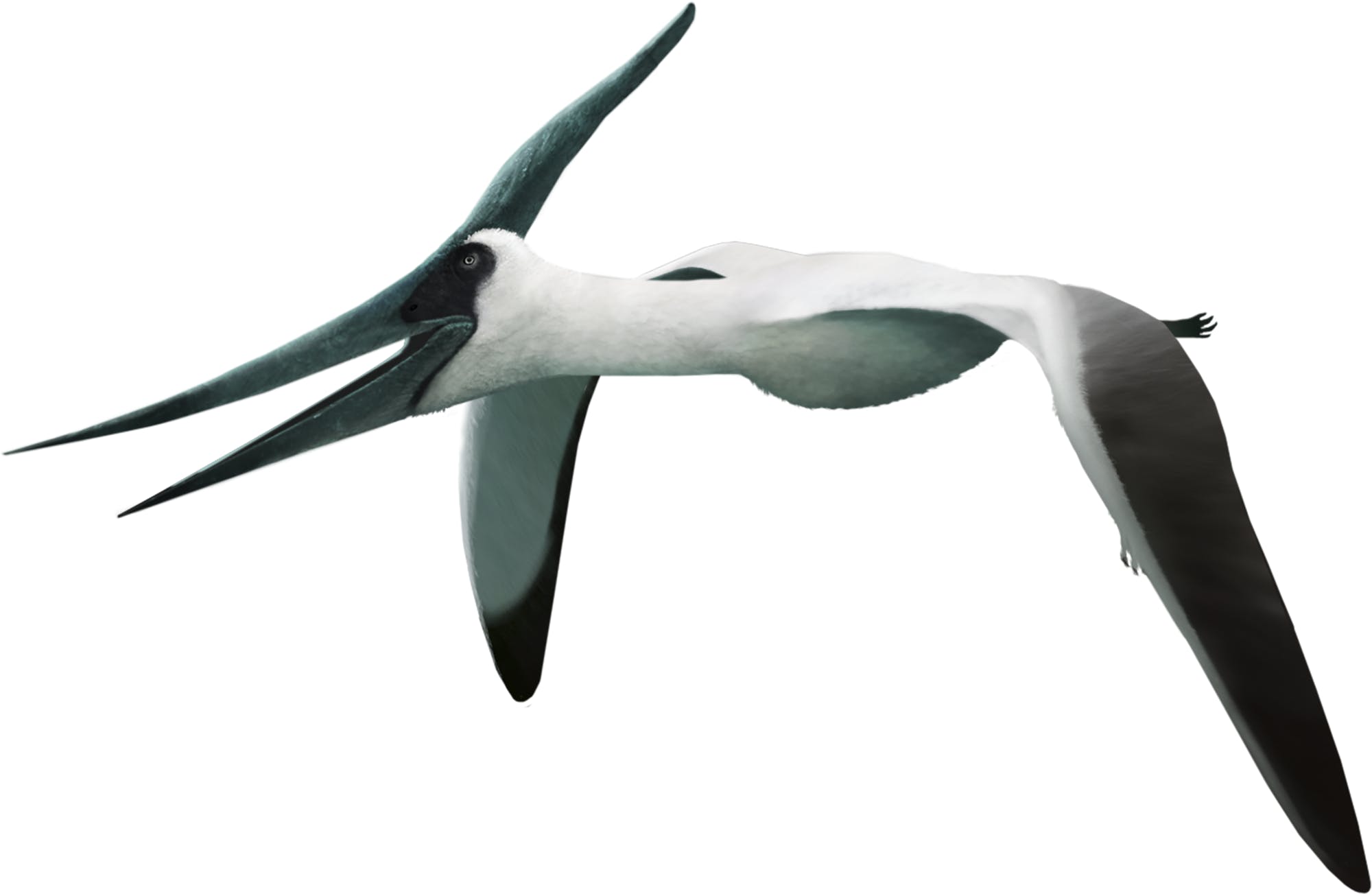 Pterosaurs & Flying Dinosaurs | Facts About Pterosaurs