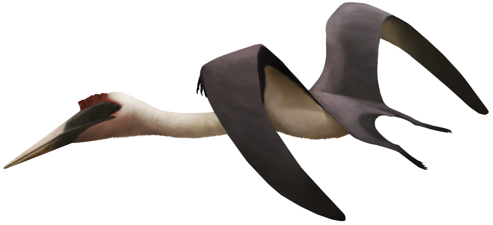 Pterosaurs & Flying Dinosaurs | Facts About Pterosaurs