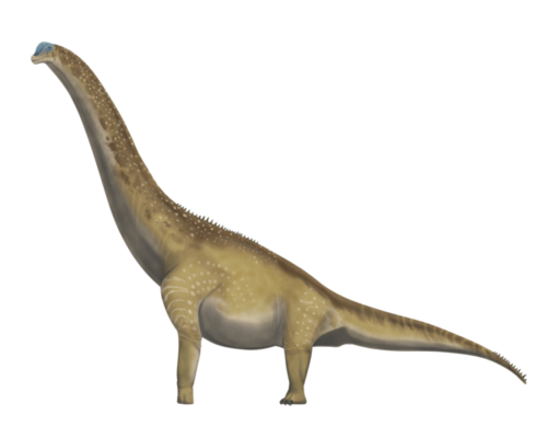 Brachiosaurus | Sauropod Dinosaur Brachiosaurus | Facts & Information