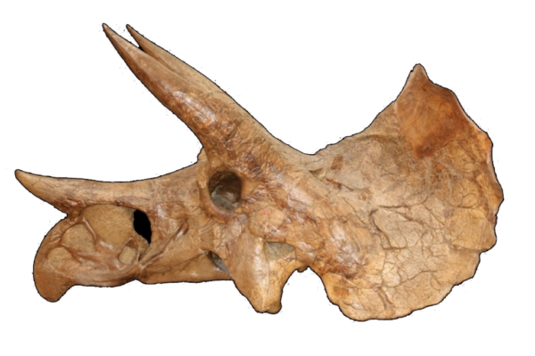Triceratops | Facts About Triceratops A Three Horned Dinosaur