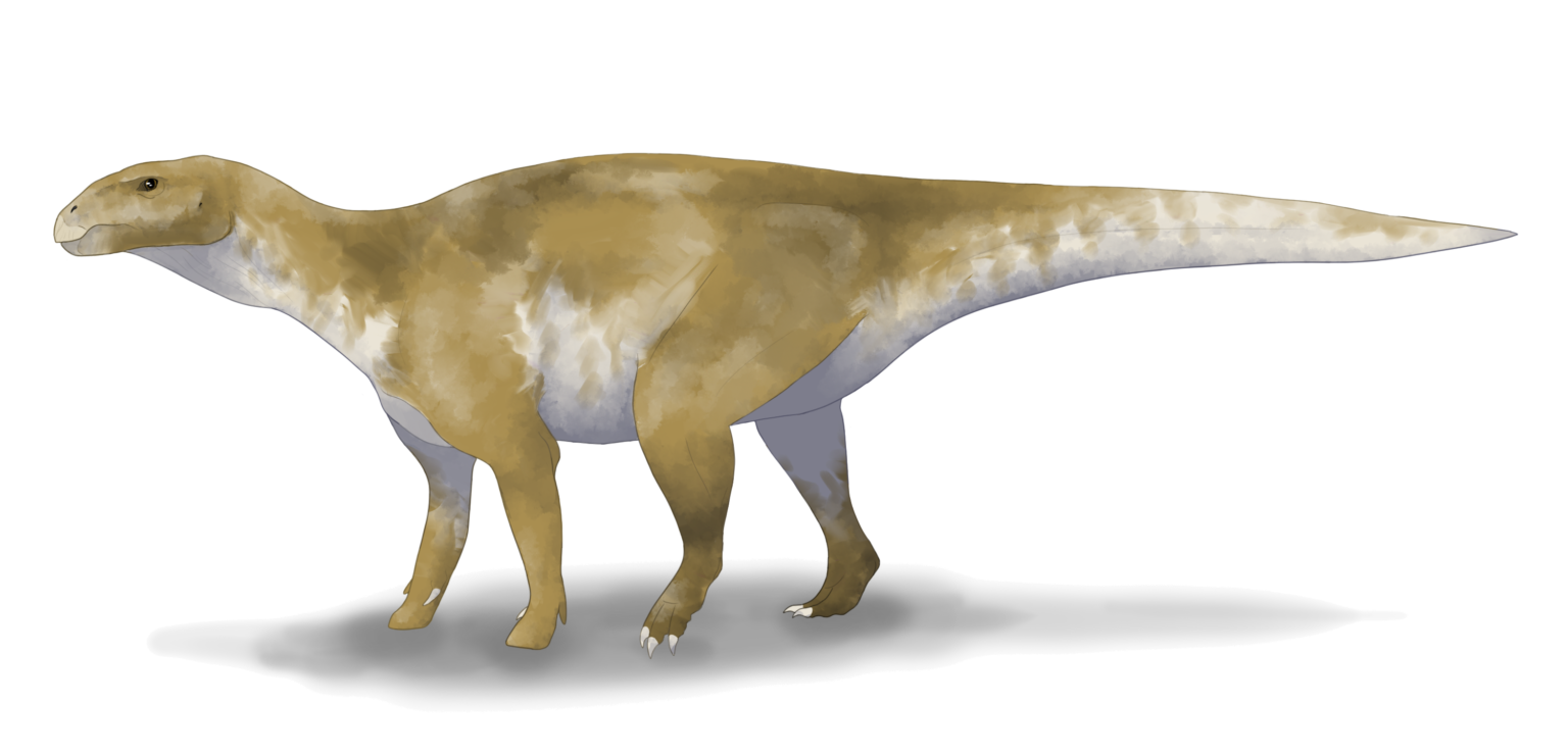 Letter E | Dinosaur Names Beginning With E | A-Z list of Dinosaur Names