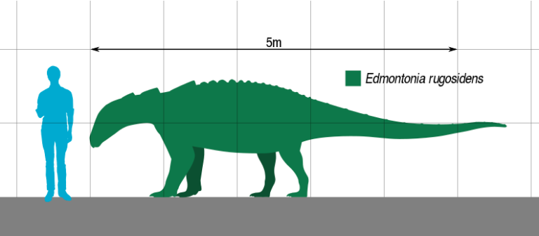 Armoured Dinosaurs | Nodosauridae & Ankylosauria Armoured Dinosaurs