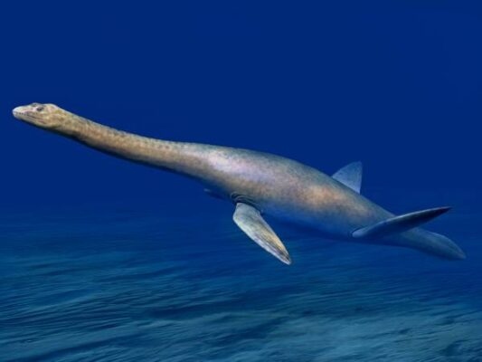 Cryptoclidus | Small-Medium Sized Plesiosaur | Sea Dinosaurs