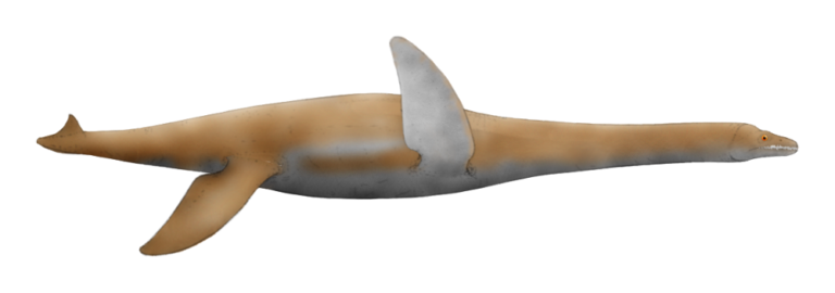 Cryptoclidus | Small-Medium Sized Plesiosaur | Sea Dinosaurs