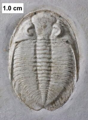Trilobites | A Guide to Trilobites A Group Of Extinct Arthropods
