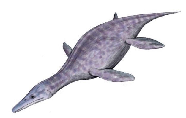 Plesiosaur | Everything Plesiosaur | Plesiosaur Facts & Information