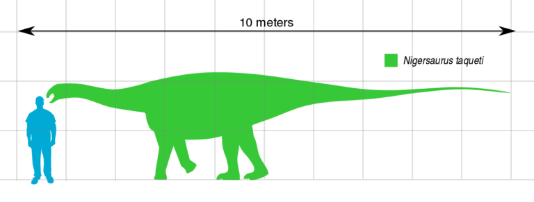 What Dinosaur Has 500 Teeth? | Nigersaurus, The 500 Toothed Dinosaur